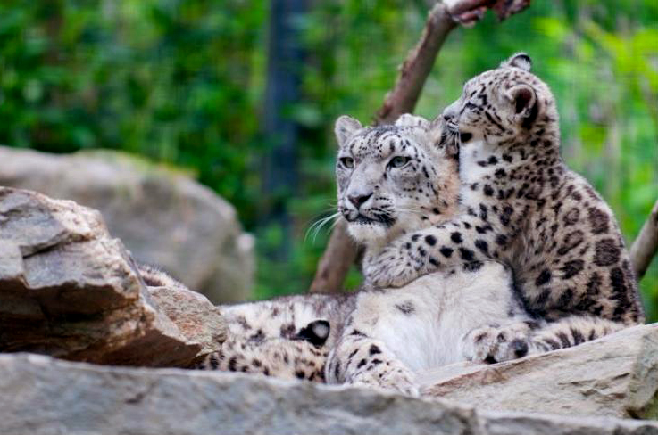 Toronto-Zoo-Wildlife - Delsuites' Blog