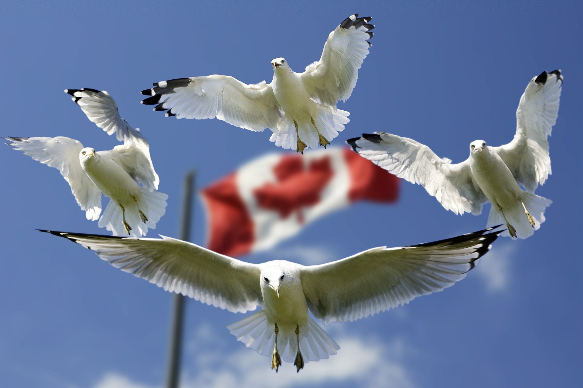 What You Need To Know About Traveling On Canada Day Delsuites Blog what-you-need-to-know-about-traveling-on-canada-day-delsuites-blog